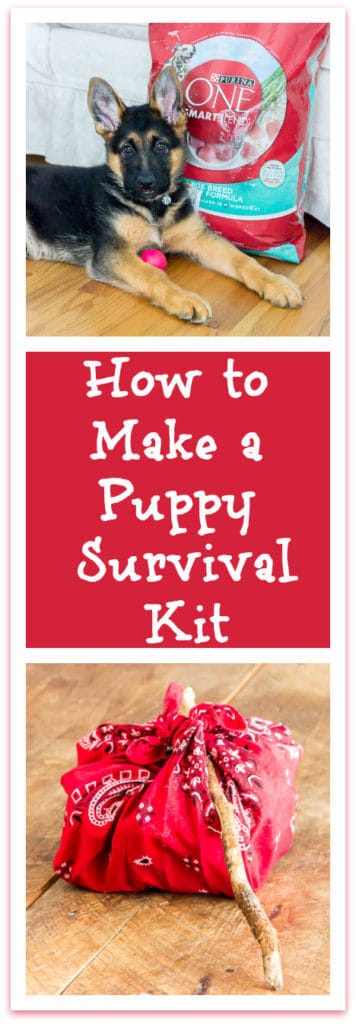 How to Make a Puppy Survival Kit - That Susan Williams