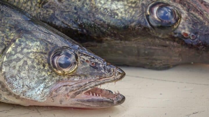 Easy Walleye Meunière Recipe - That Susan Williams